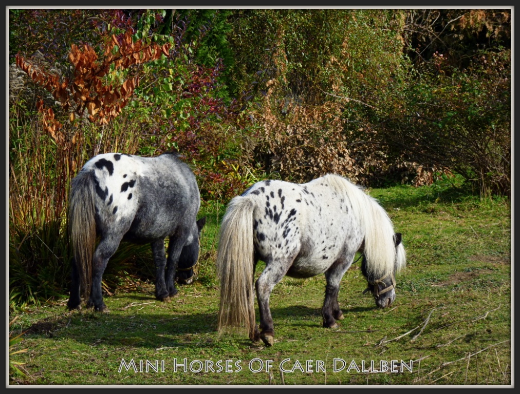 Miniaturní koně, mini appaloosa, mini horse, american miniature horse
